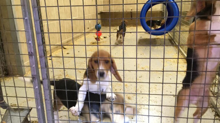 ‘Blood On Your Hands’: Police Return Rescued Puppies To Animal Testing ...