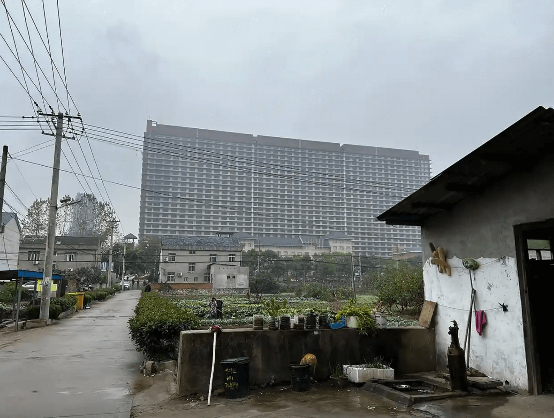 1 Million Pigs Killed A Year - Cement Company Opens World’s Largest ...
