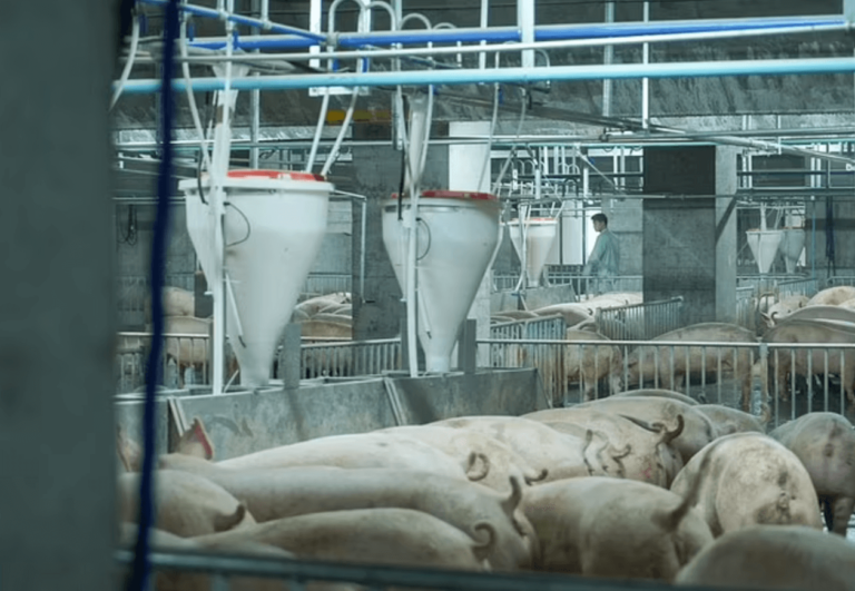 1 Million Pigs Killed A Year - Cement Company Opens World’s Largest ...
