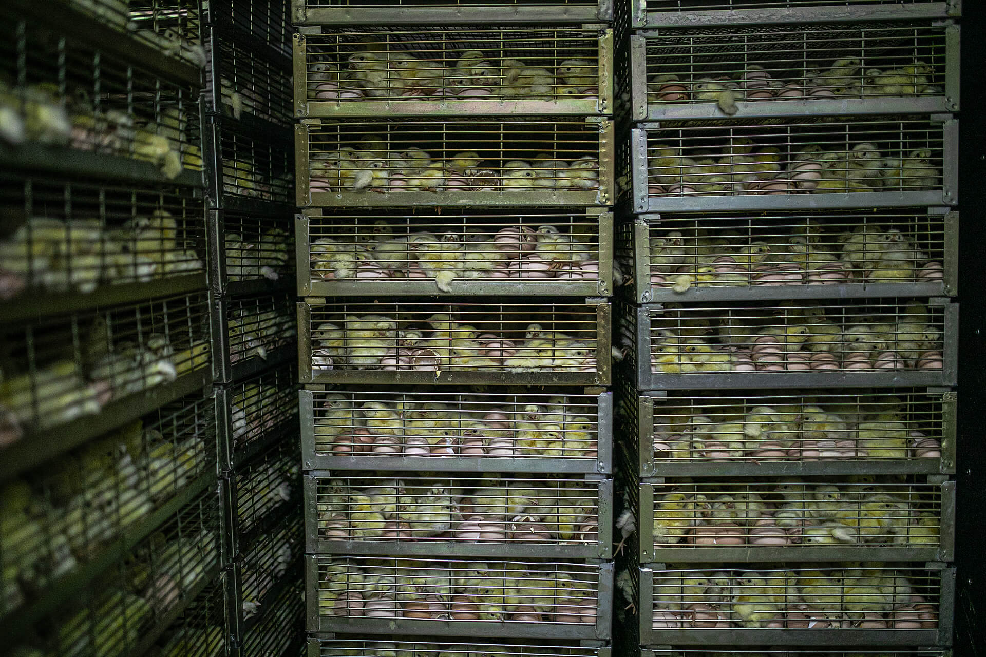 6 Critical Reasons To Stop Eating Chicken Meat