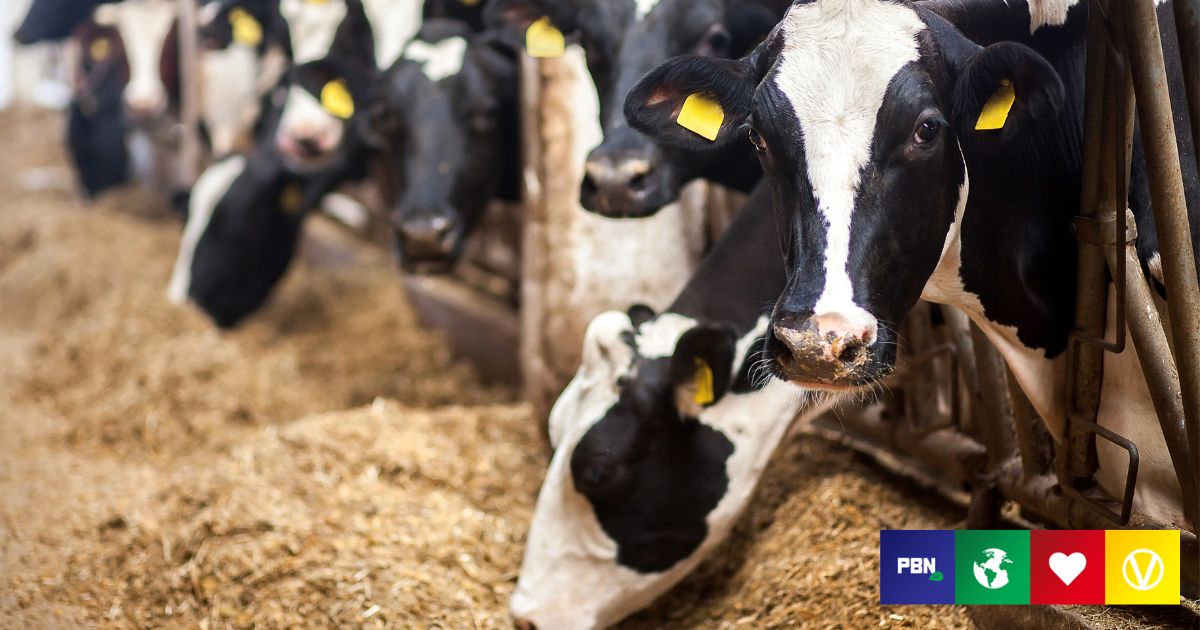 Scientists Clone 3 ‘Super Cows’ Capable Of Producing More Milk