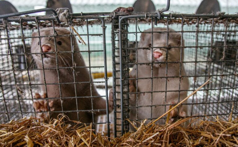 ‘Warning Bell’: Pandemic Fears Sparked As Avian Flu 'Spreads' To Farmed ...