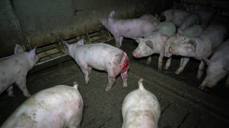 ‘Grave Mark On Humanity’: UK Pig Farm Investigation Unearths ‘Harrowing ...