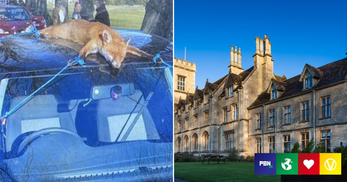 Outrage After Students From UK Farming School Tie Dead Fox To Car Roof