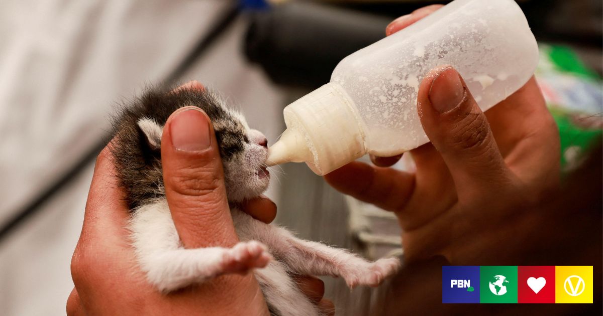 Where To Donate To Help Animals Impacted By The Turkey-Syria Earthquake