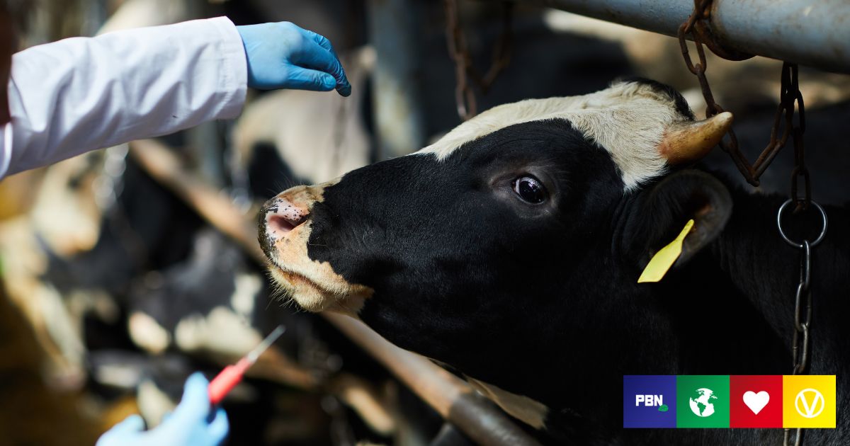 Covert Footage Exposes Animal Abuse At 'Humane' Canadian Abattoir