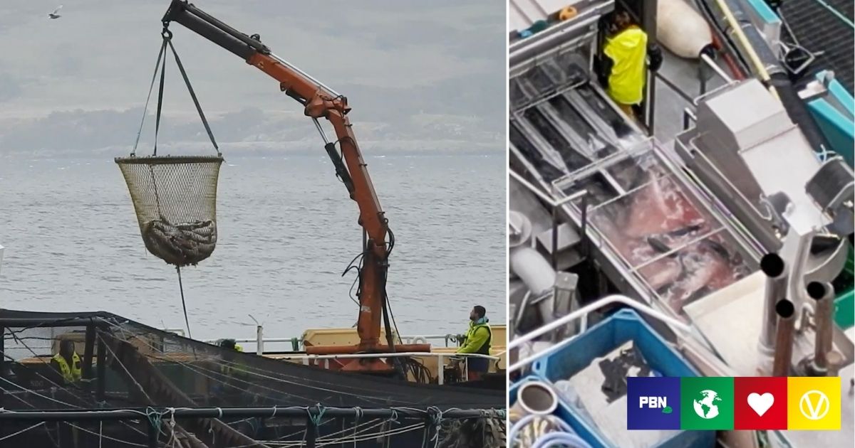 'High Welfare' RSPCA-Approved Scottish Salmon Linked To Animal Abuse