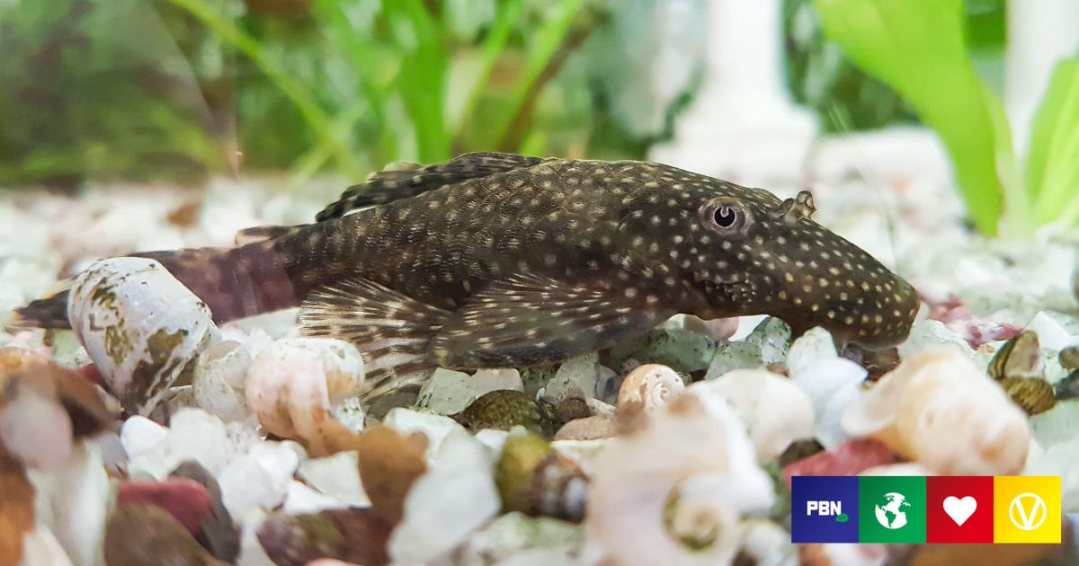 'Truly Remarkable': Study Finds Fish Recognize Themselves, Hinting At ...