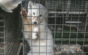 Inside The Fur Farming Industry: Can Fur Be ‘Ethical’ Or ‘Sustainable’?