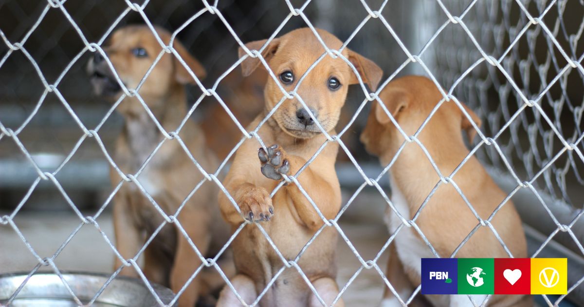 Investigation: Brits Unknowingly Bought 482 Illegal ‘Rescue’ Dogs From ...