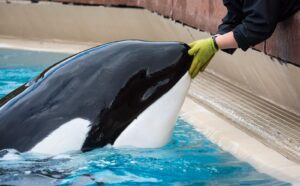 Whale Captivity In Canada Comes To An End After ‘World’s Loneliest ...