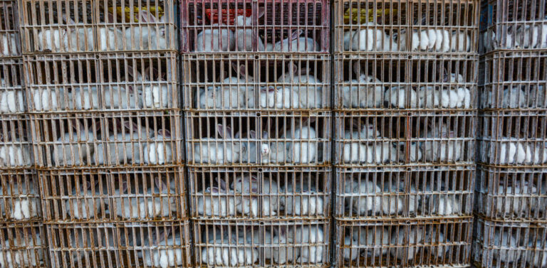 Inside The Fur Farming Industry: Can Fur Be ‘Ethical’ Or ‘Sustainable’?