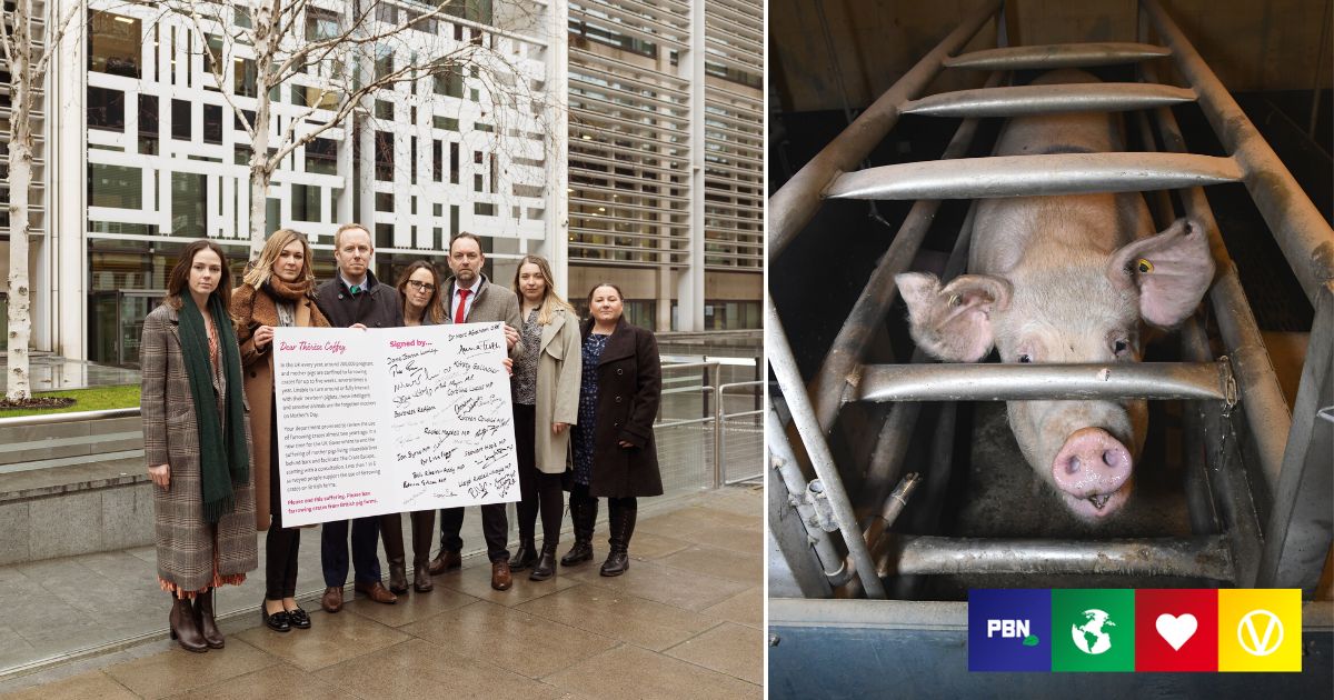 UK MPs Sign 'Mother's Day Card' Urging The Government To Ban Pig Cages