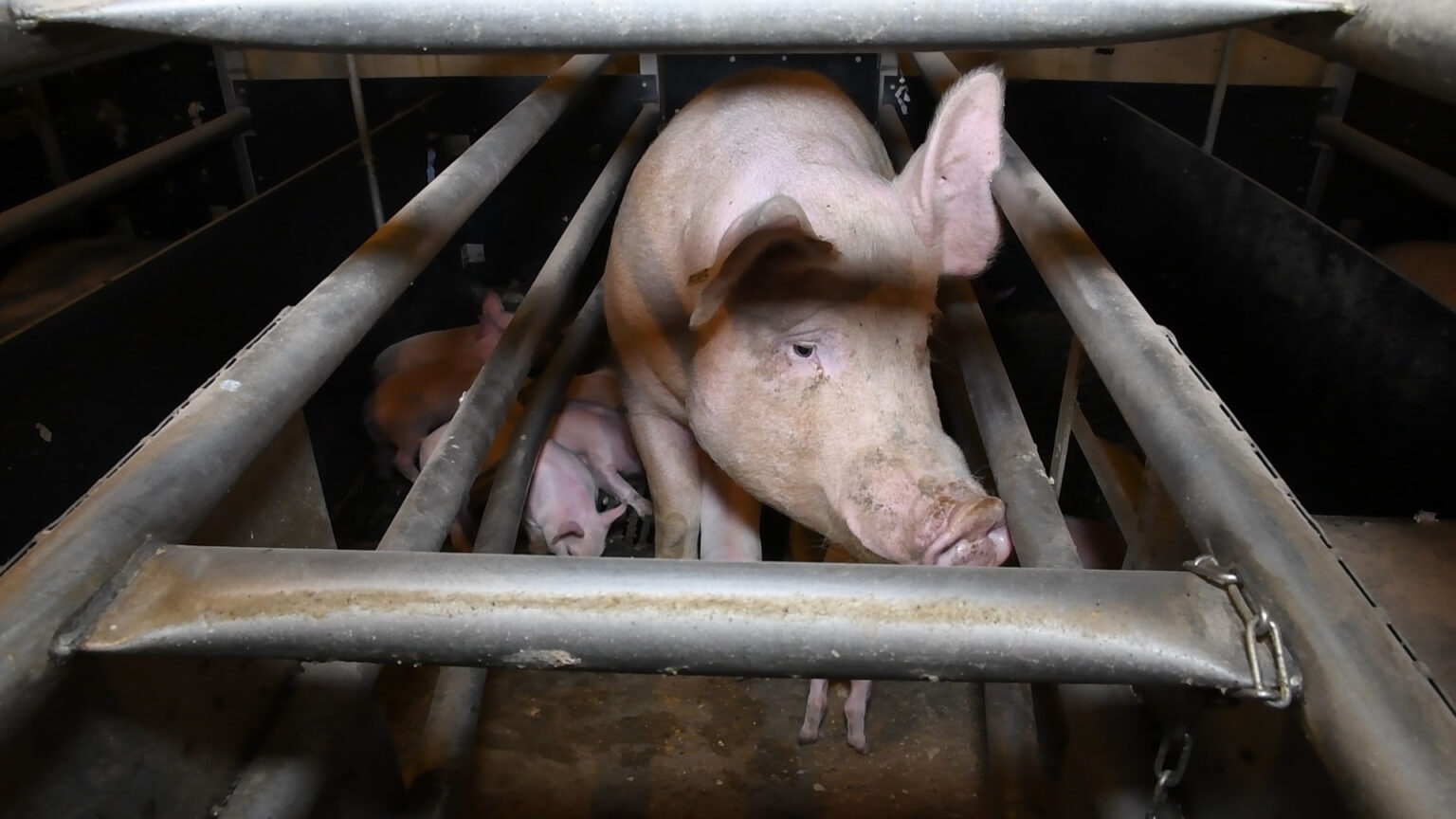 UK MPs Sign 'Mother's Day Card' Urging The Government To Ban Pig Cages