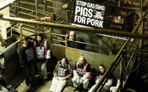 Activists Occupy Pig Gassing Machines At Australian Slaughterhouse