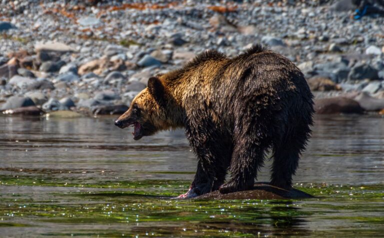Vending Machine Selling ‘Fresh Bear Meat’ Proves Popular