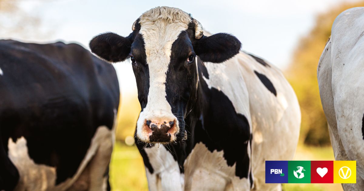 Dairy Cow Who ‘Faked Sleep’ To Avoid Being Milked Goes Viral