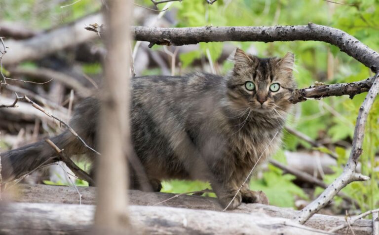 Contest That Asked Kids To Kill Feral Cats Canceled In New Zealand