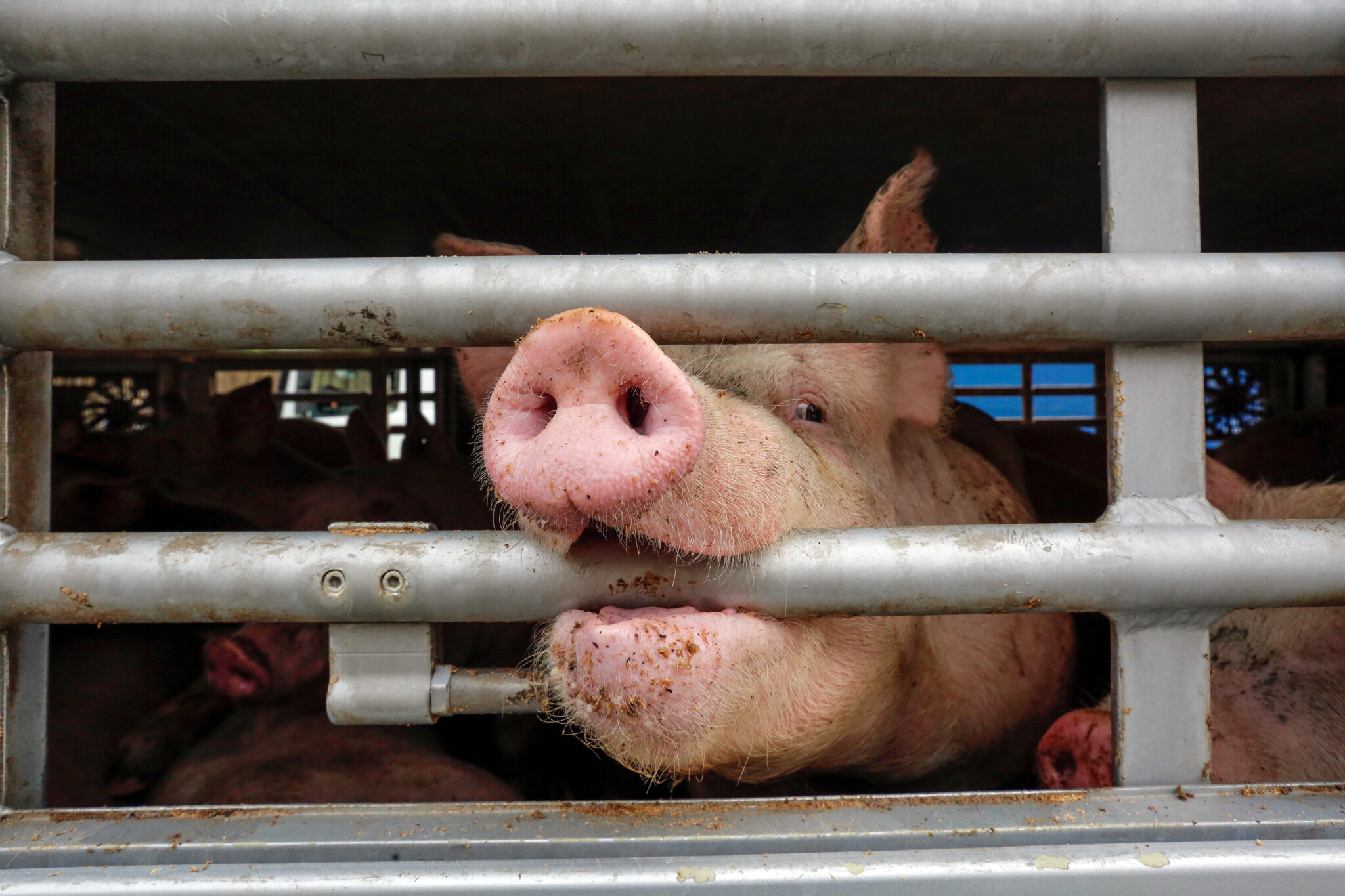 Eating Pigs: The Ethical Costs Of Ham, Pork, And Bacon