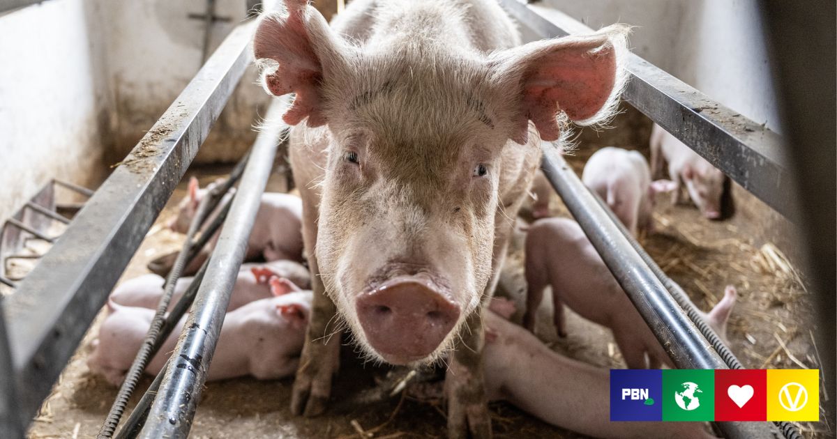 Eating Pigs: The Ethical Costs Of Ham, Pork, And Bacon