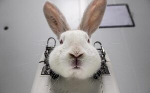 Animal Testing: Is It Effective, And What Happens To Lab Animals?