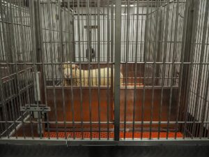 Animal Testing: Is It Effective, And What Happens To Lab Animals?