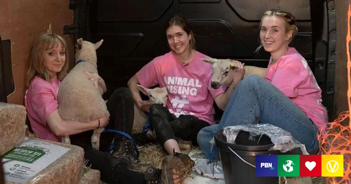 3 Lambs Destined For Slaughter Rescued From King Charles’ Land