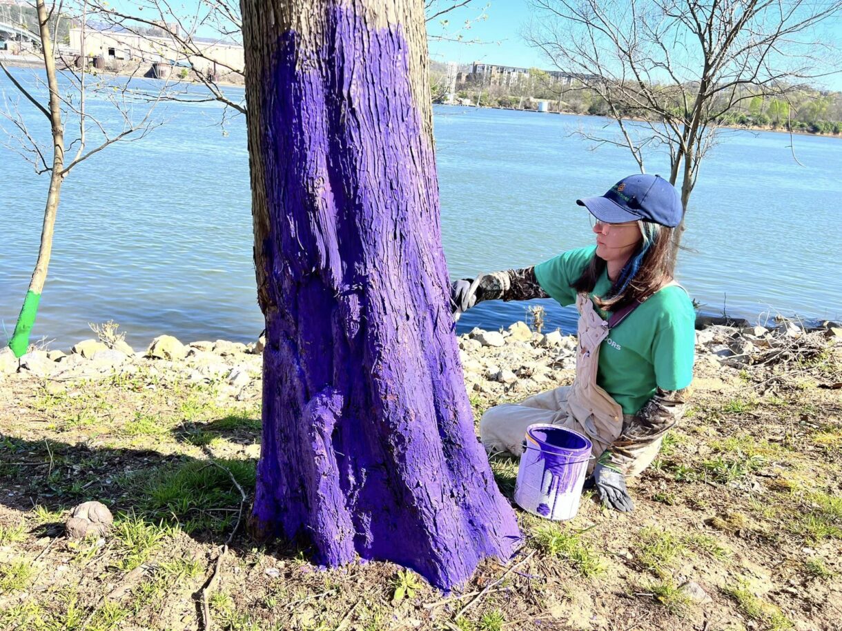 How Painted Trees Are Saving The Lives Of Beavers In America