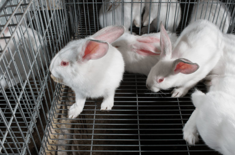 Canada To Phase Out Toxicity Tests On Animals Following ‘Historic ...