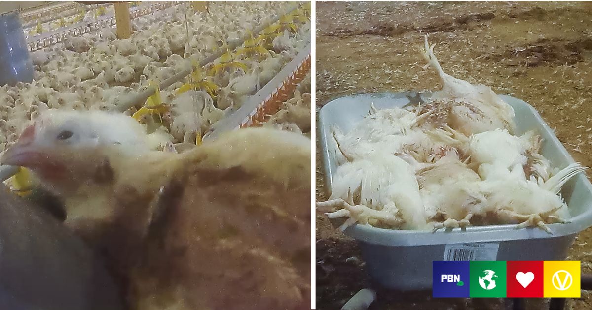 Lidl Hit With Advertising Complaint Amid Investigation Into ‘High ...