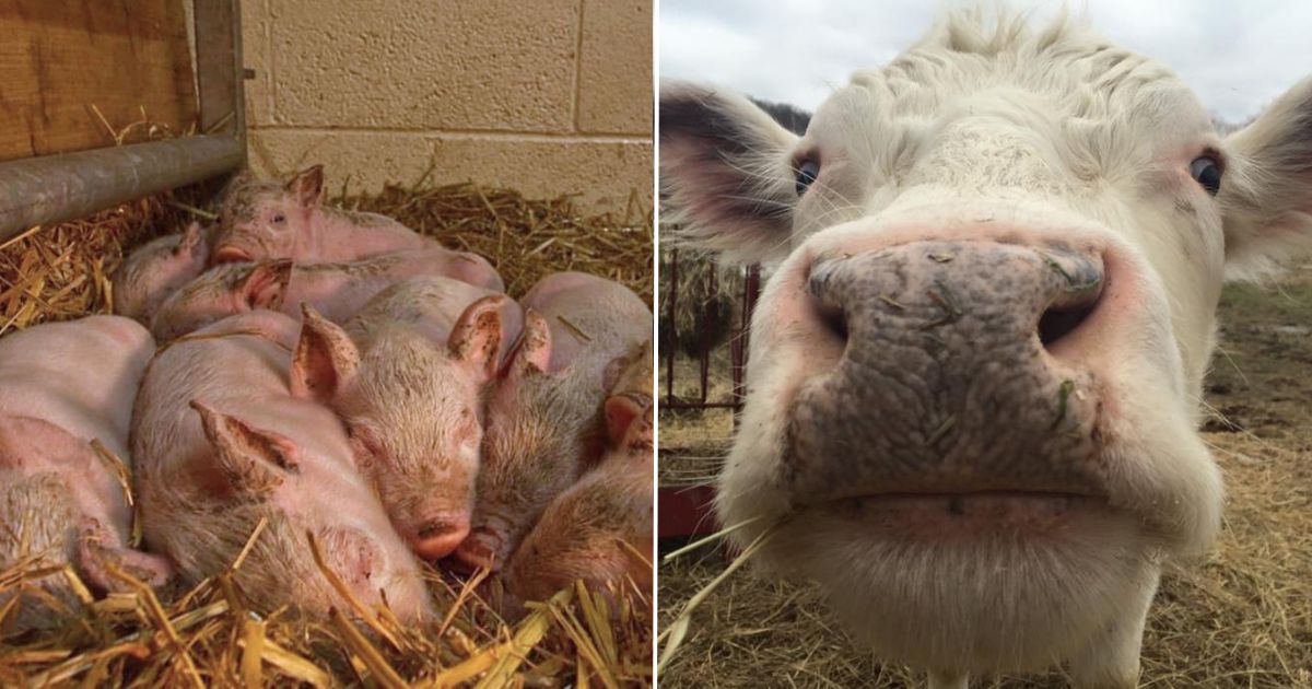 5 Times Animals Escaped Slaughter, And How To Support Those Who Saved Them