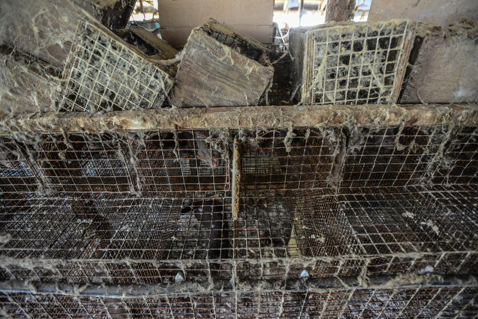 Pandemic ‘Time Bombs’: Virologists Urge Governments To Ban Fur Farming