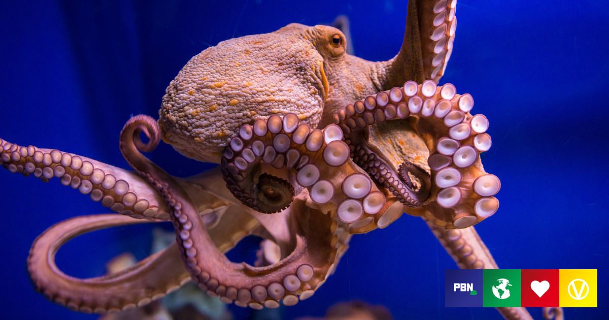 The 'World’s First' Octopus Farm - Everything You Need To Know