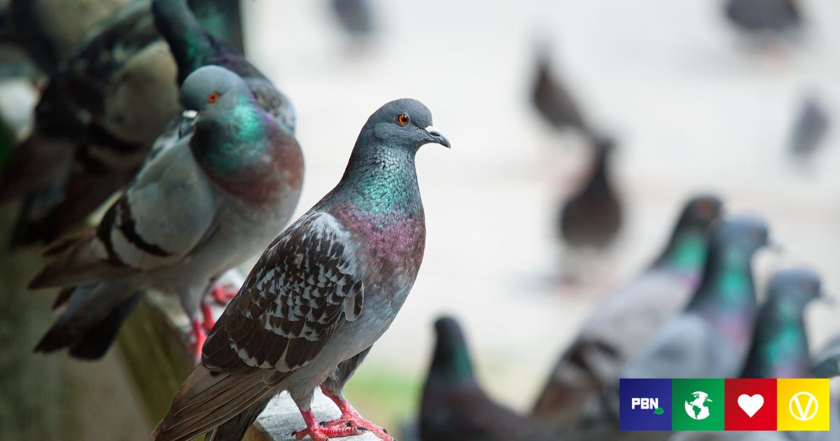 Pigeons Possess Problem-Solving Skills Similar To AI