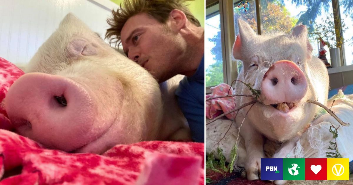 Esther The Wonder Pig Has Died Aged 11