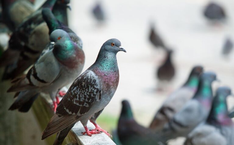 Pigeons Possess Problem-Solving Skills Similar To AI
