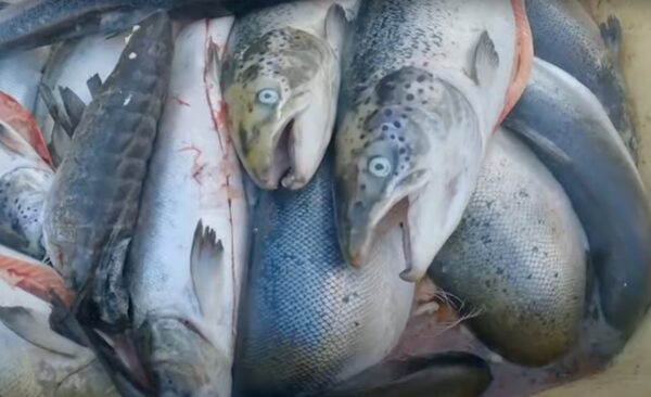 Scotland Urged To Crack Down On Salmon Farming