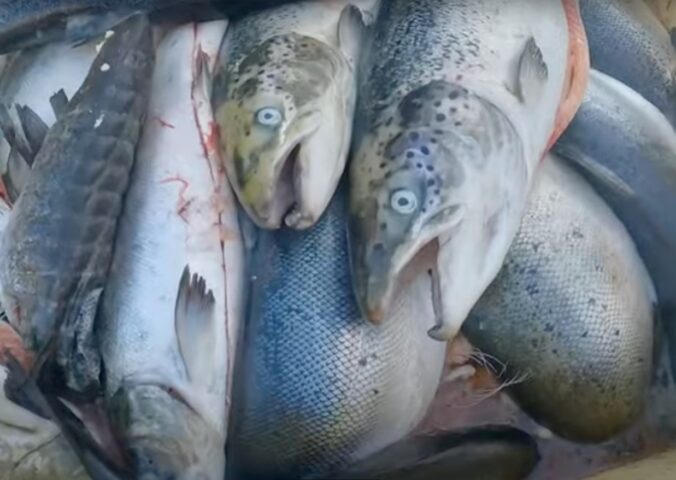 Why Aren’t Pearls Vegan? Here's How They're Produced