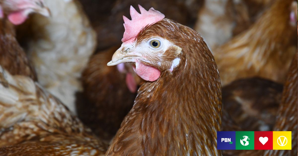 The Environment Minister Says The UK Has ‘Highest Animal Welfare ...