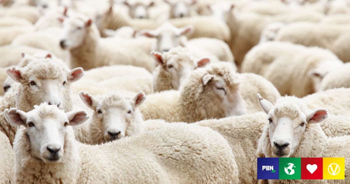 Agricultural Students Expelled Following 'Disturbing' Sheep Attack