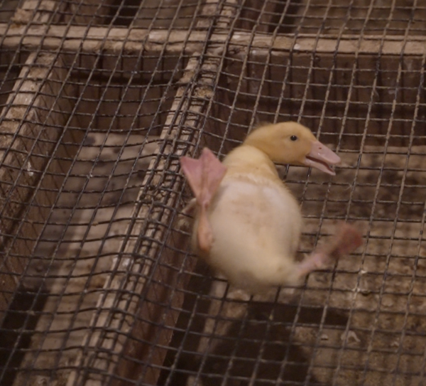 An Animal Activist Was Found Guilty After Rescuing Farmed Animals ...