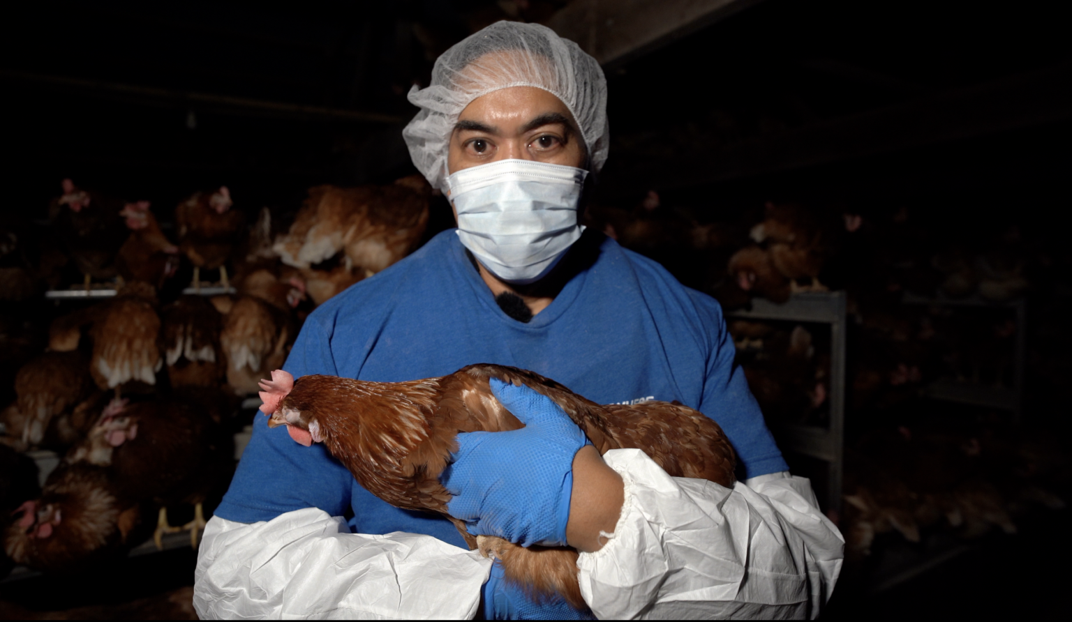 An Animal Activist Was Found Guilty After Rescuing Farmed Animals ...