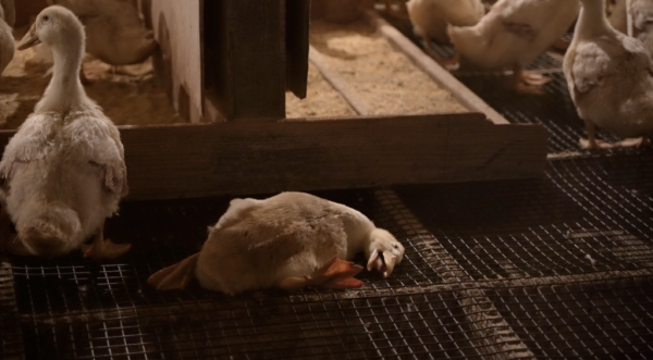 An Animal Activist Was Found Guilty After Rescuing Farmed Animals ...