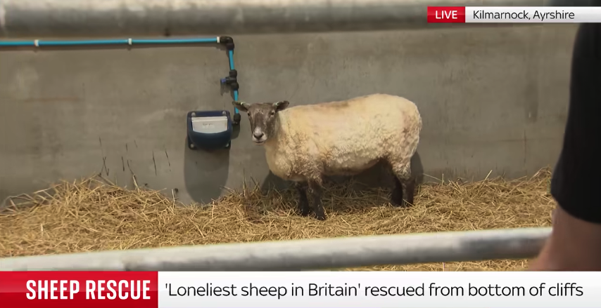‘Britain’s Loneliest Sheep’: Everything You Need To Know About Fiona’s Story – Vegan-News.net