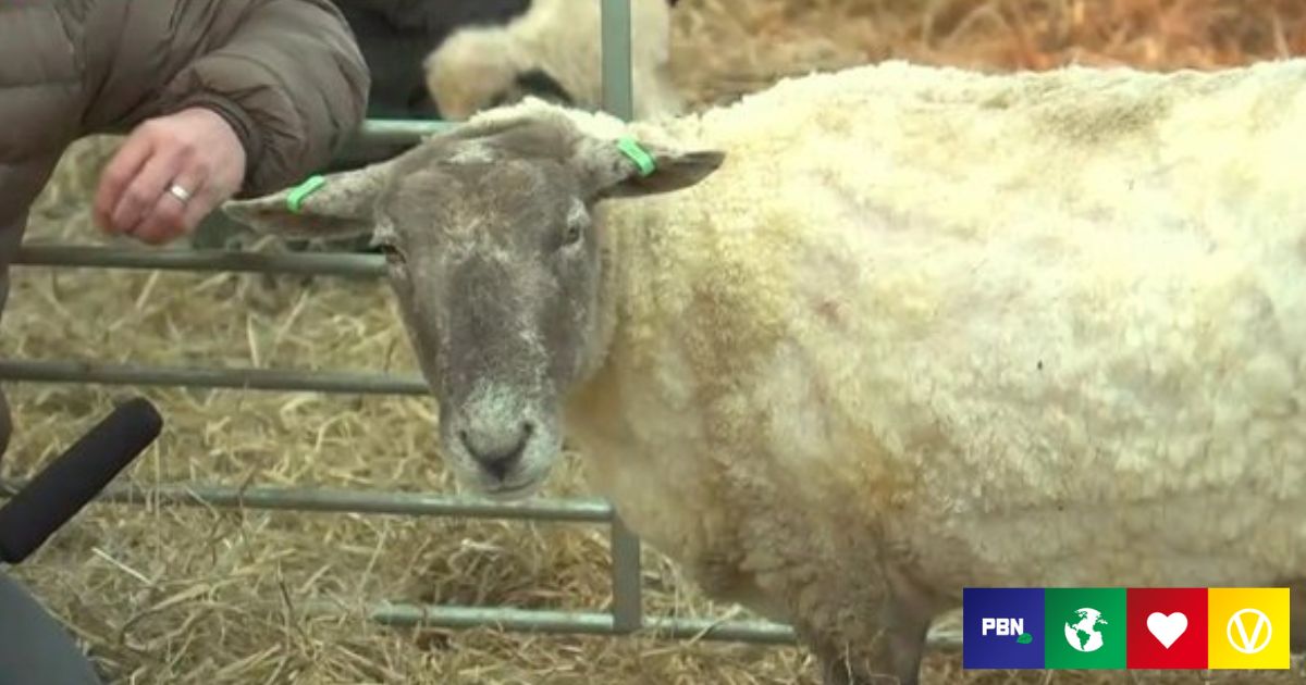'Britain's Loneliest Sheep': Everything You Need To Know