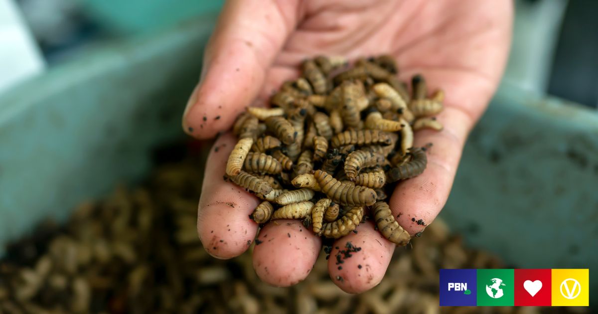 A Major US Meat Producer Has Invested In Insect Proteins - What Happens ...