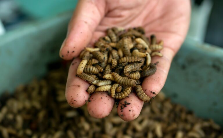A Major US Meat Producer Has Invested In Insect Proteins - What Happens ...