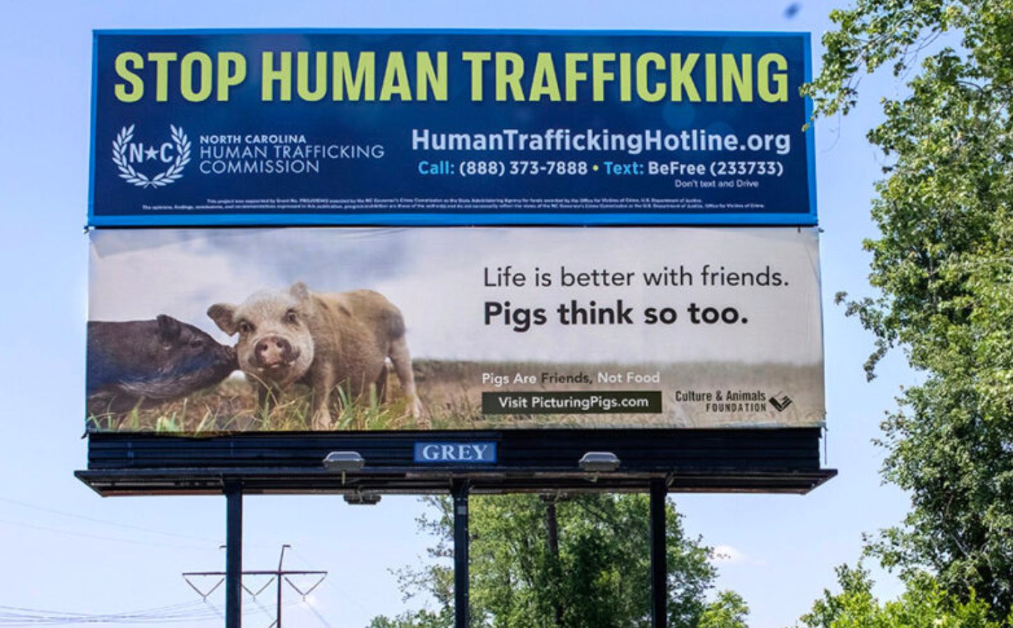 Billboard Project Challenges Perceptions In Pig Farming State