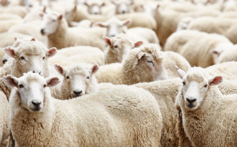 Agricultural Students Expelled Following 'Disturbing' Sheep Attack