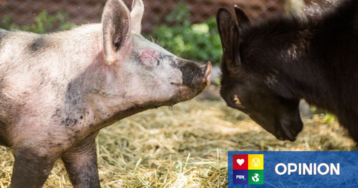 Turn Awareness Into Action This World Vegan Day